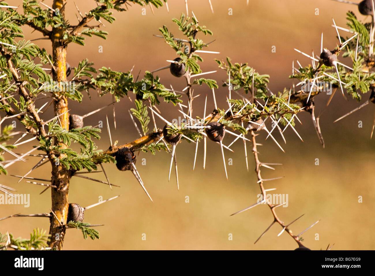 Thorns of acacia in Africa Stock Photo - Alamy