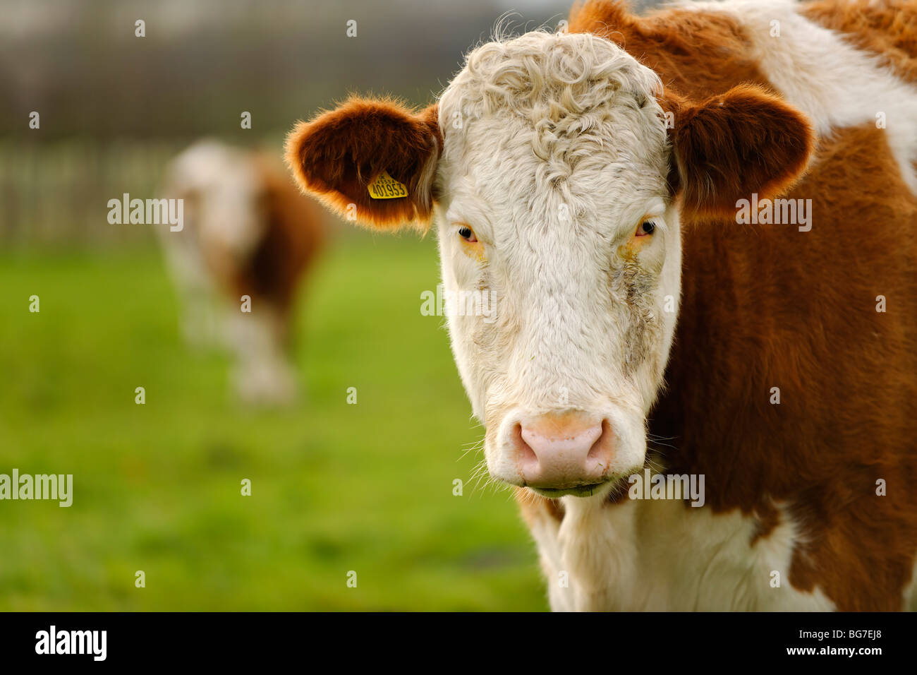 Beef cattle hi-res stock photography and images - Alamy