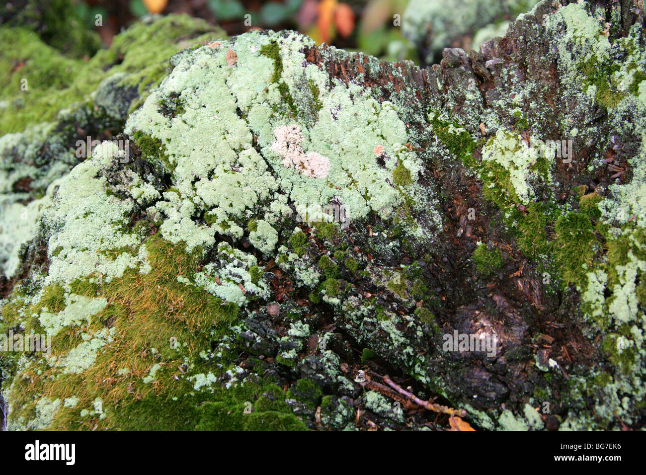 Images Of Mosses And Lichens - sybianblowjob