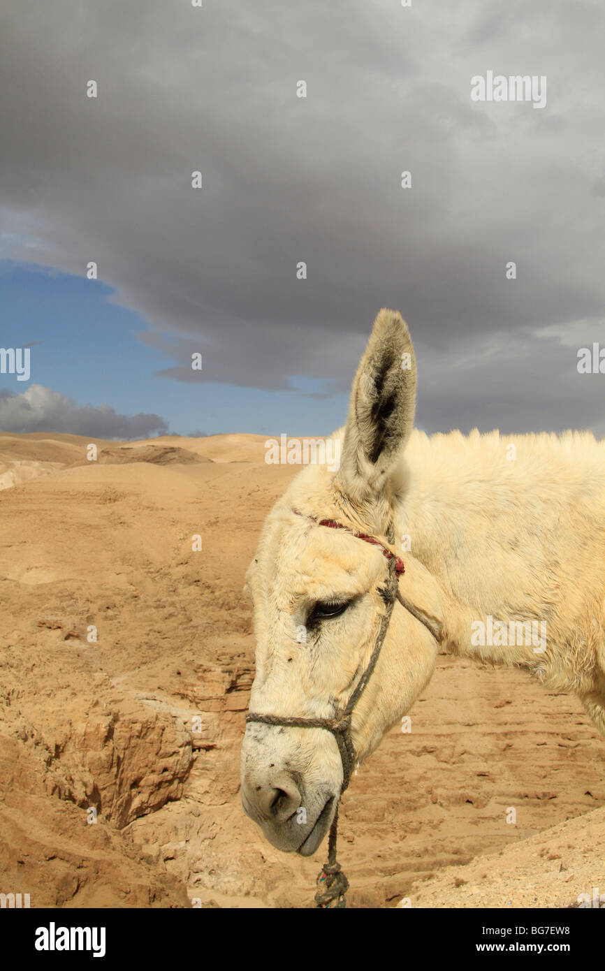 Donkey desert hi-res stock photography and images - Alamy