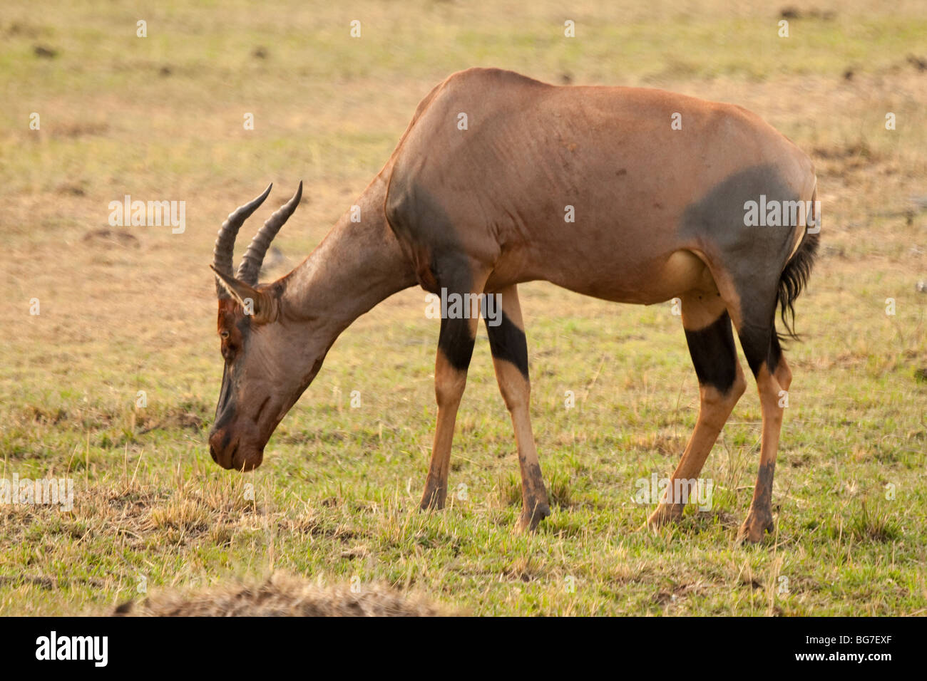 Red topi hi-res stock photography and images - Alamy