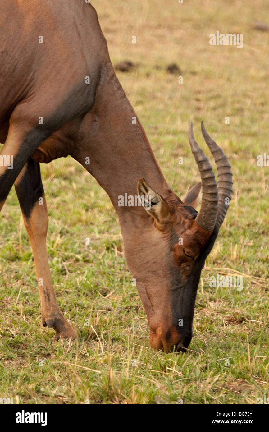 Eating antelope Topi in National park Masai Mara in Kenya Stock Photo ...