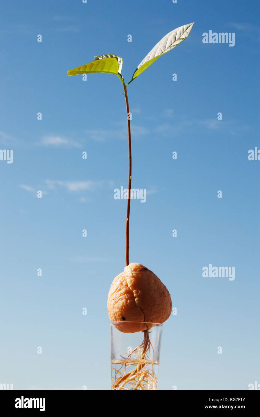 Avocado stone/plant growing in small glass filled with water Stock ...
