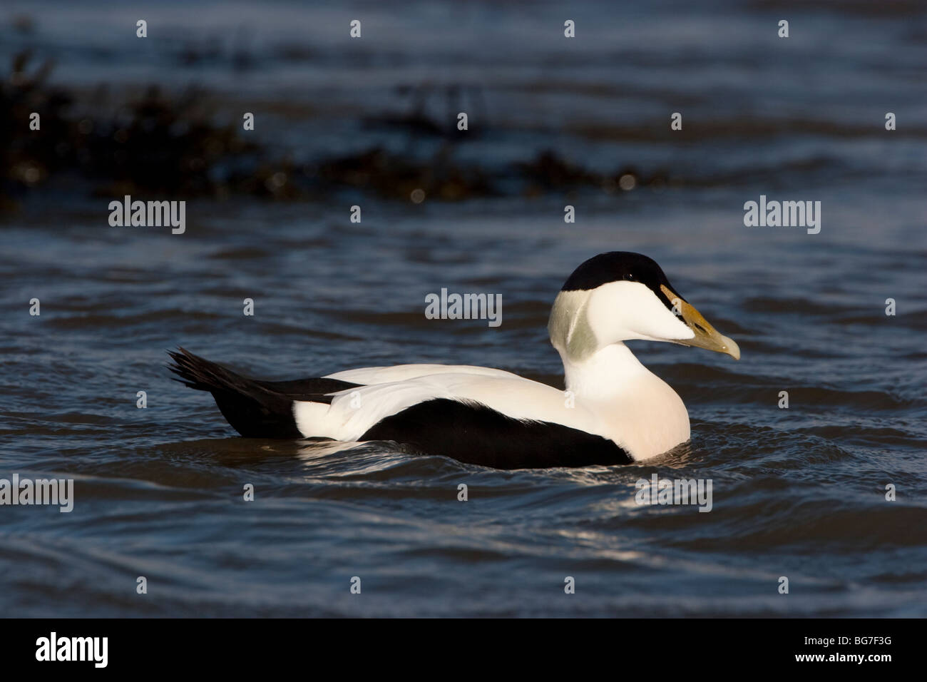 Male eider duck swimming near Johnshaven, Scotland Stock Photo - Alamy
