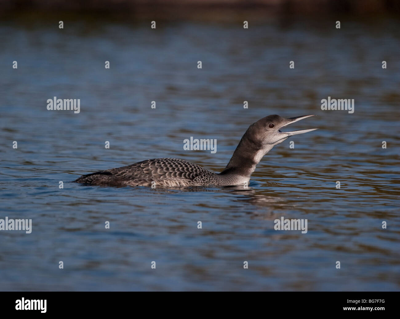 Great northern loon calling Methuen Lake Ontario, Canada Stock Photo ...