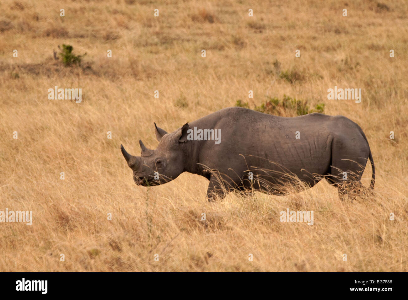 Adult male white rhinoceros walking in National park Masai Mara in ...