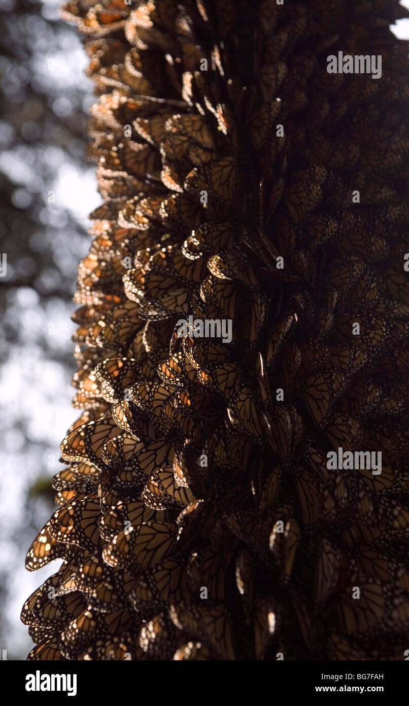 Many monarch butterflies hi-res stock photography and images - Alamy