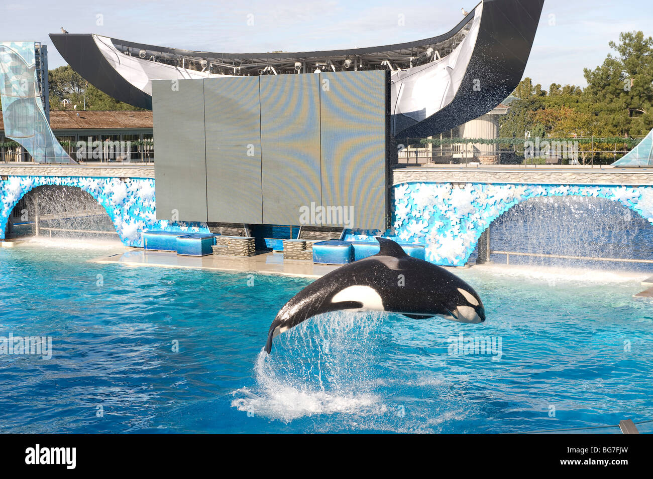 Killer whales performing tricks at marine theme parks Stock Photo - Alamy