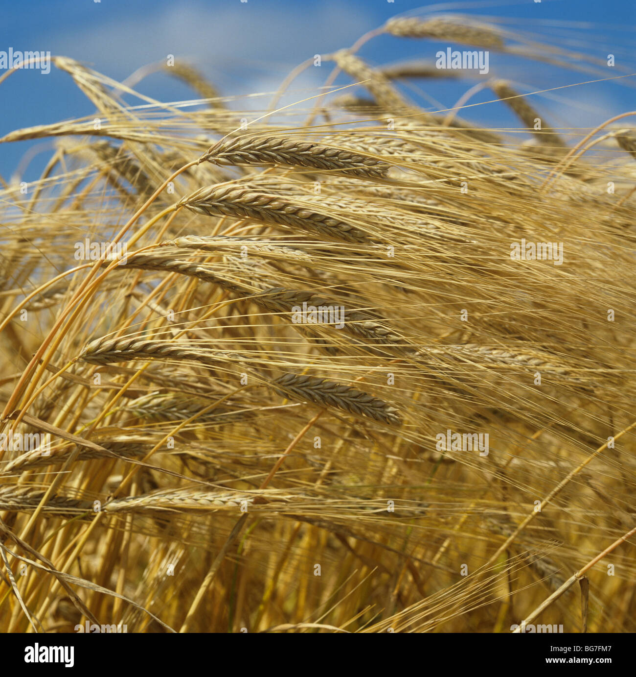 Two Row Barley High Resolution Stock Photography and Images - Alamy