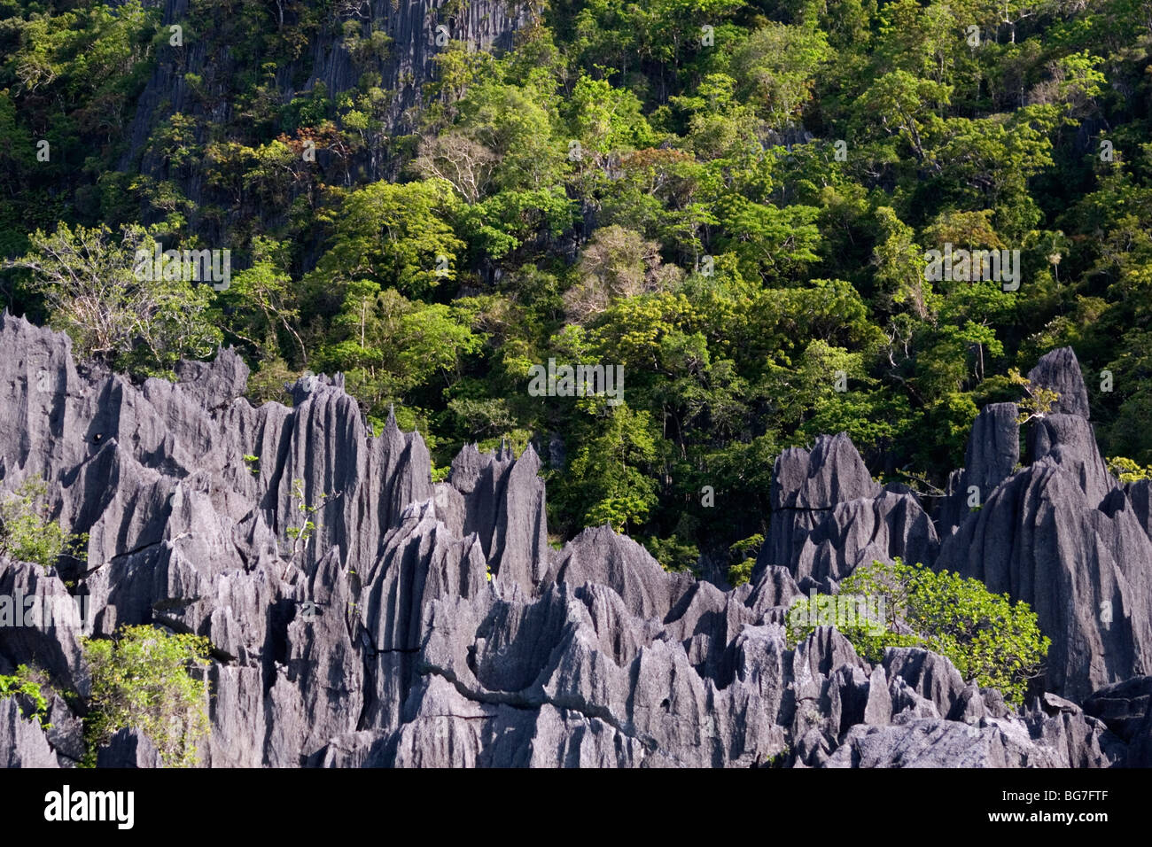 Rugged limestone terrain forms karst tropical forest in Coron Island in ...