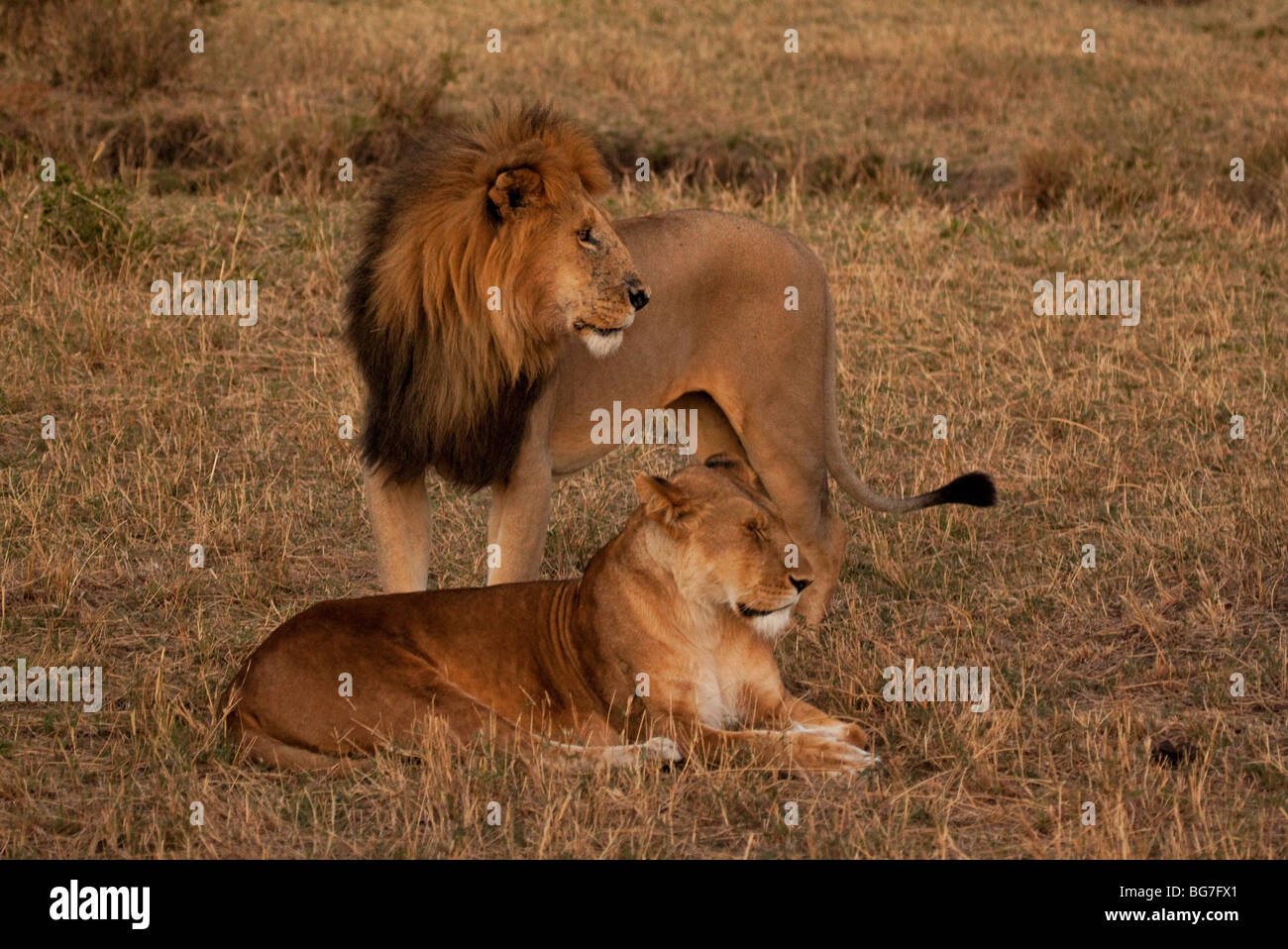 Masai lion standing hi-res stock photography and images - Alamy