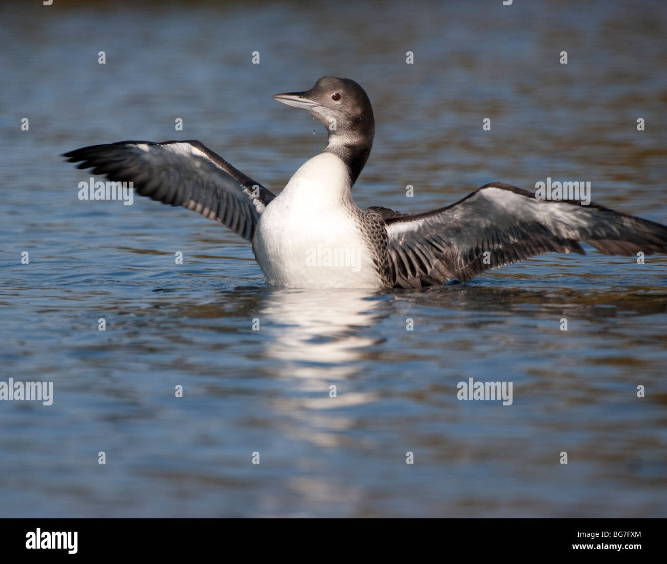 Juvenile great northern loon, Methuen Lake Ontario Stock Photo - Alamy