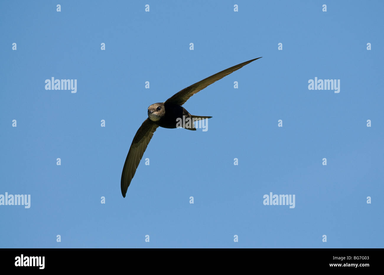 Common Swift in flight against blue sky Stock Photo - Alamy