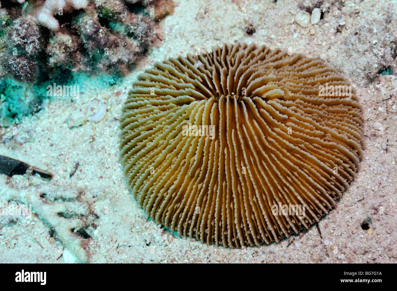 "Mushroom coral", Fungia scruposa, on sand Stock Photo - Alamy