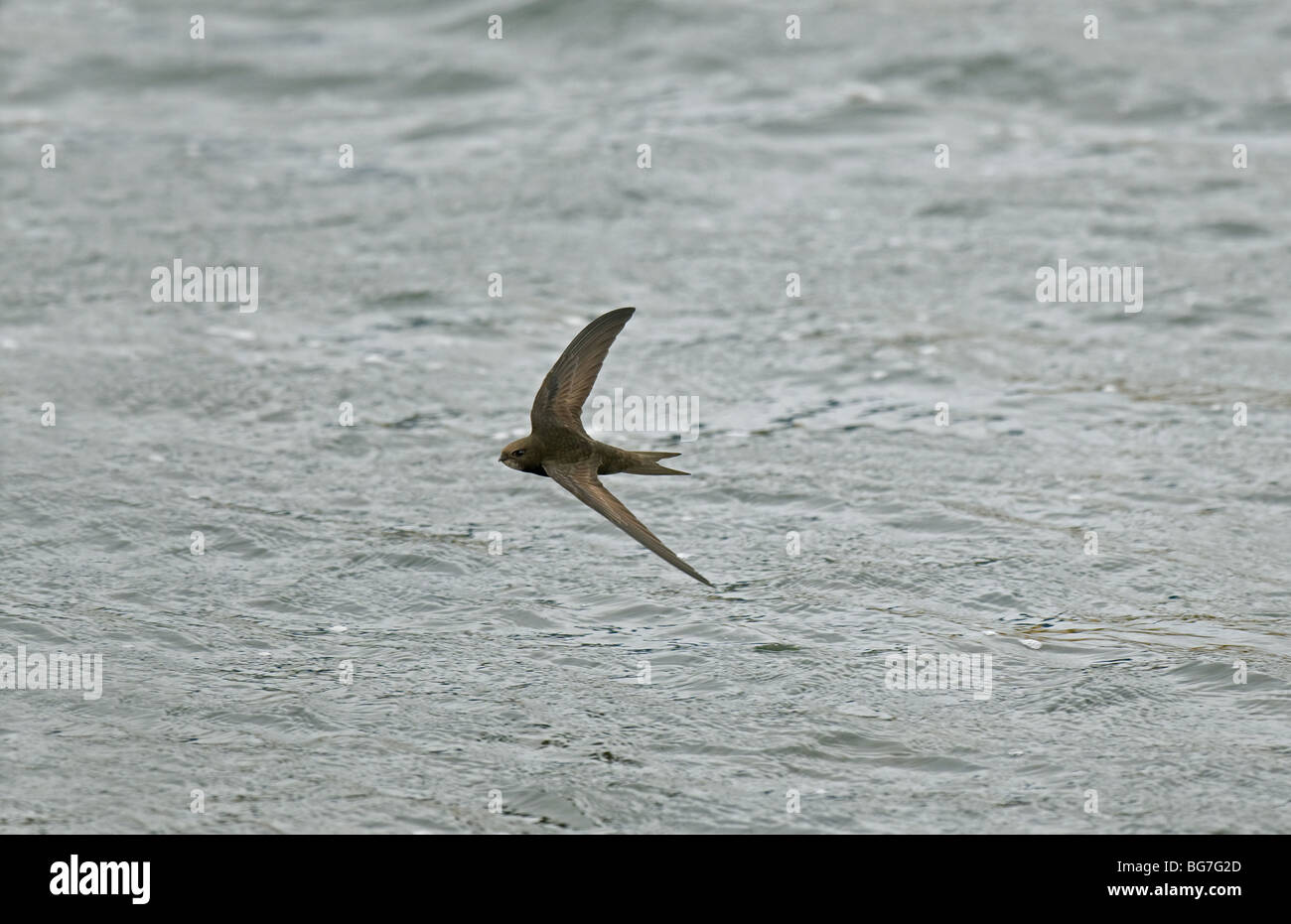 Common Swift in flight over water Stock Photo - Alamy