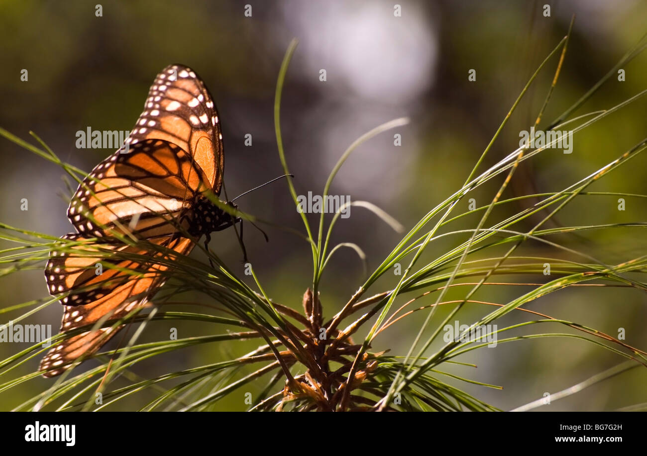 Monarch butterfly standing on a pine, winter-spring time Stock Photo ...