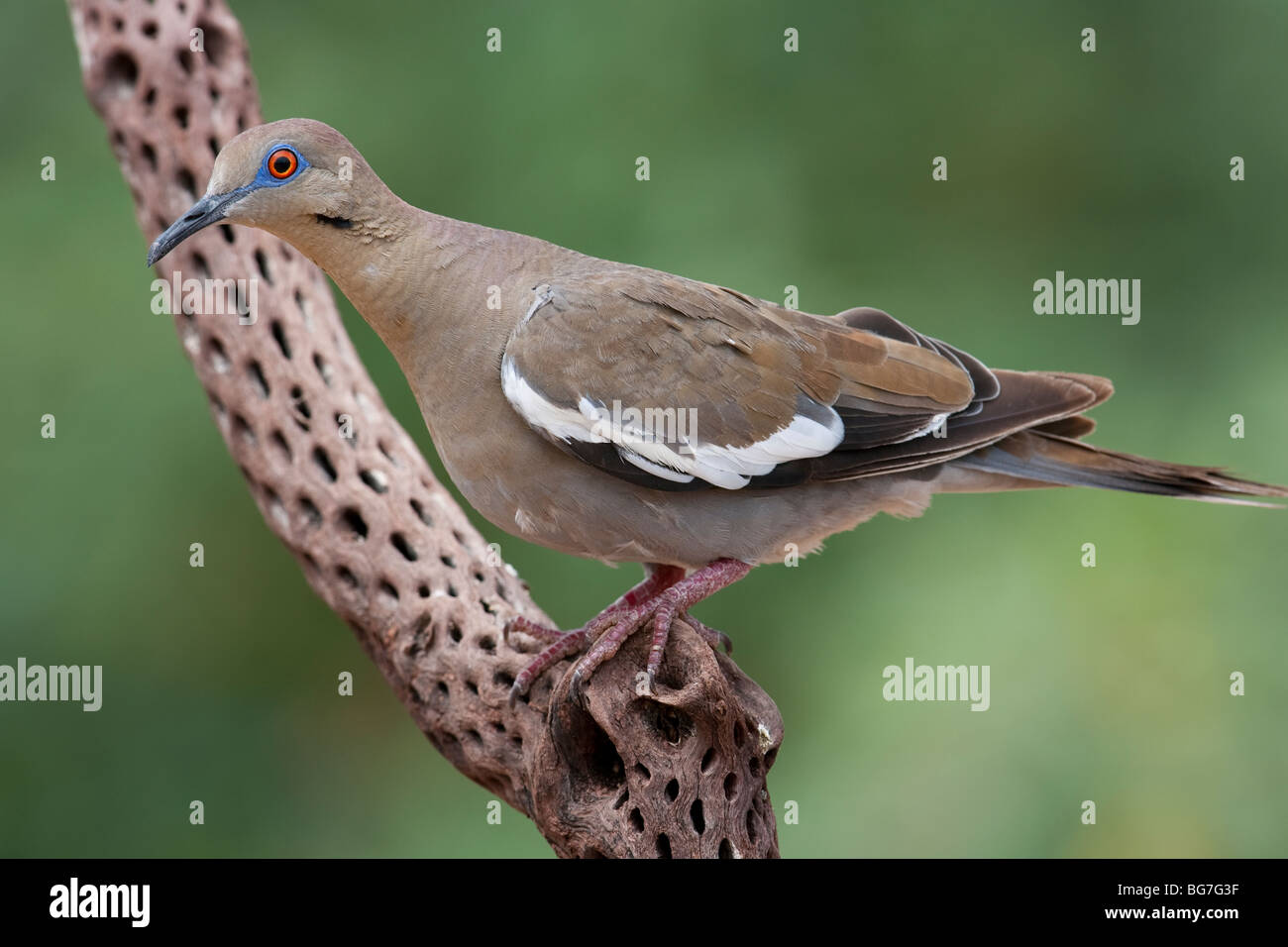 White-winged Dove (Zenaida asiatica mearnsi Stock Photo - Alamy