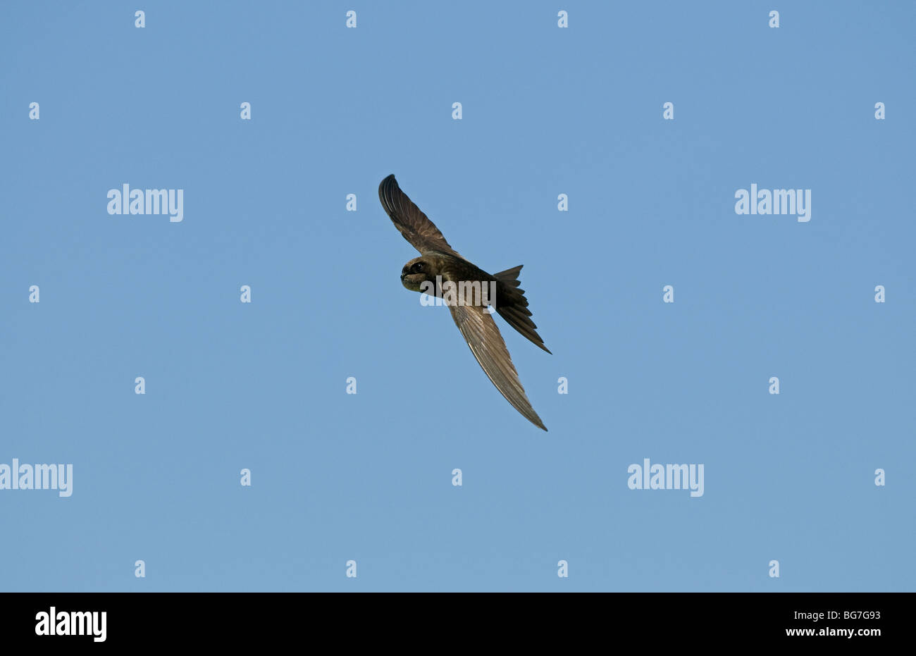 Swift In Flight High Resolution Stock Photography and Images - Alamy