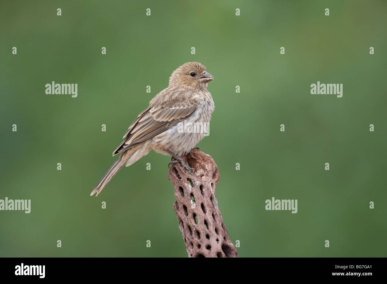 Carpodacus mexicanus arizona female hi-res stock photography and images ...