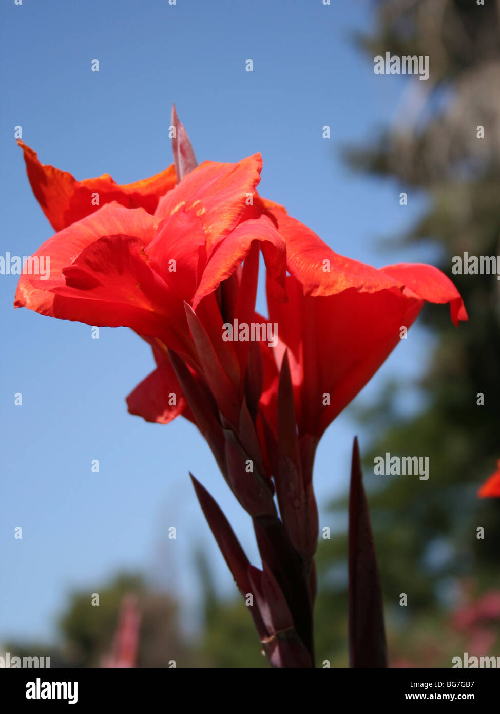 Red Canna (or Canna lily Stock Photo - Alamy