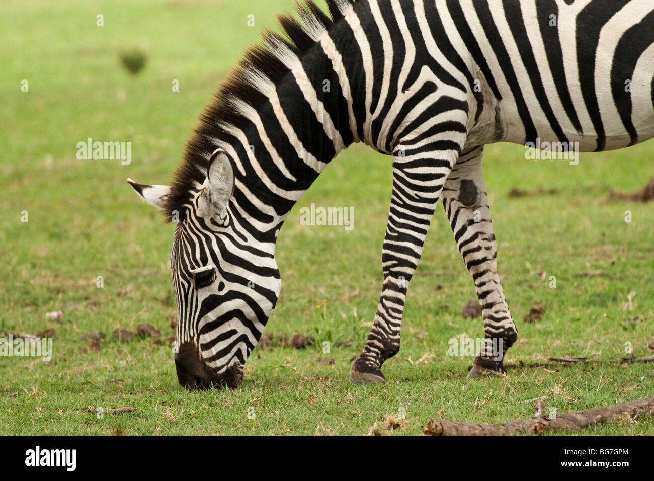 safari zebra wildlife wild animal striped Stock Photo - Alamy