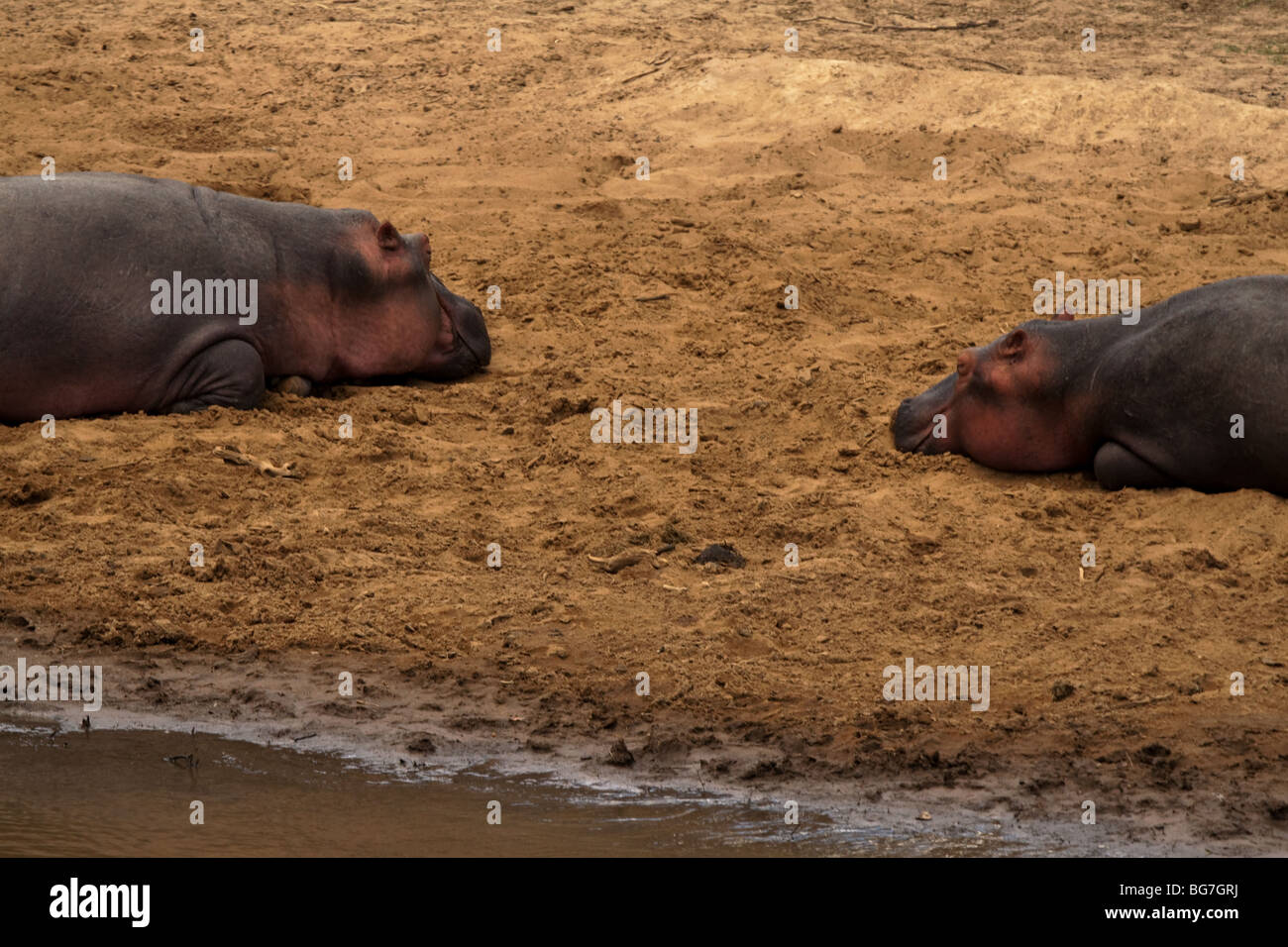 Hippos laying on the ground in National park Masai Mara Stock Photo - Alamy
