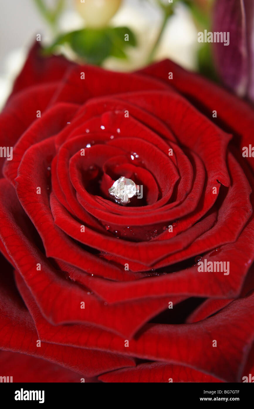 Rose with jewel inside Stock Photo - Alamy