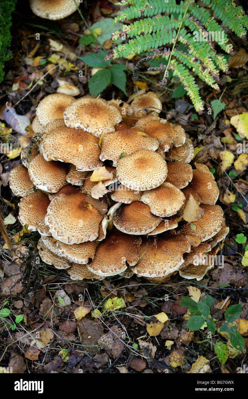 Shaggy Pholiota, Pholiota squarrosa, Strophariaceae. Common Beechwood ...