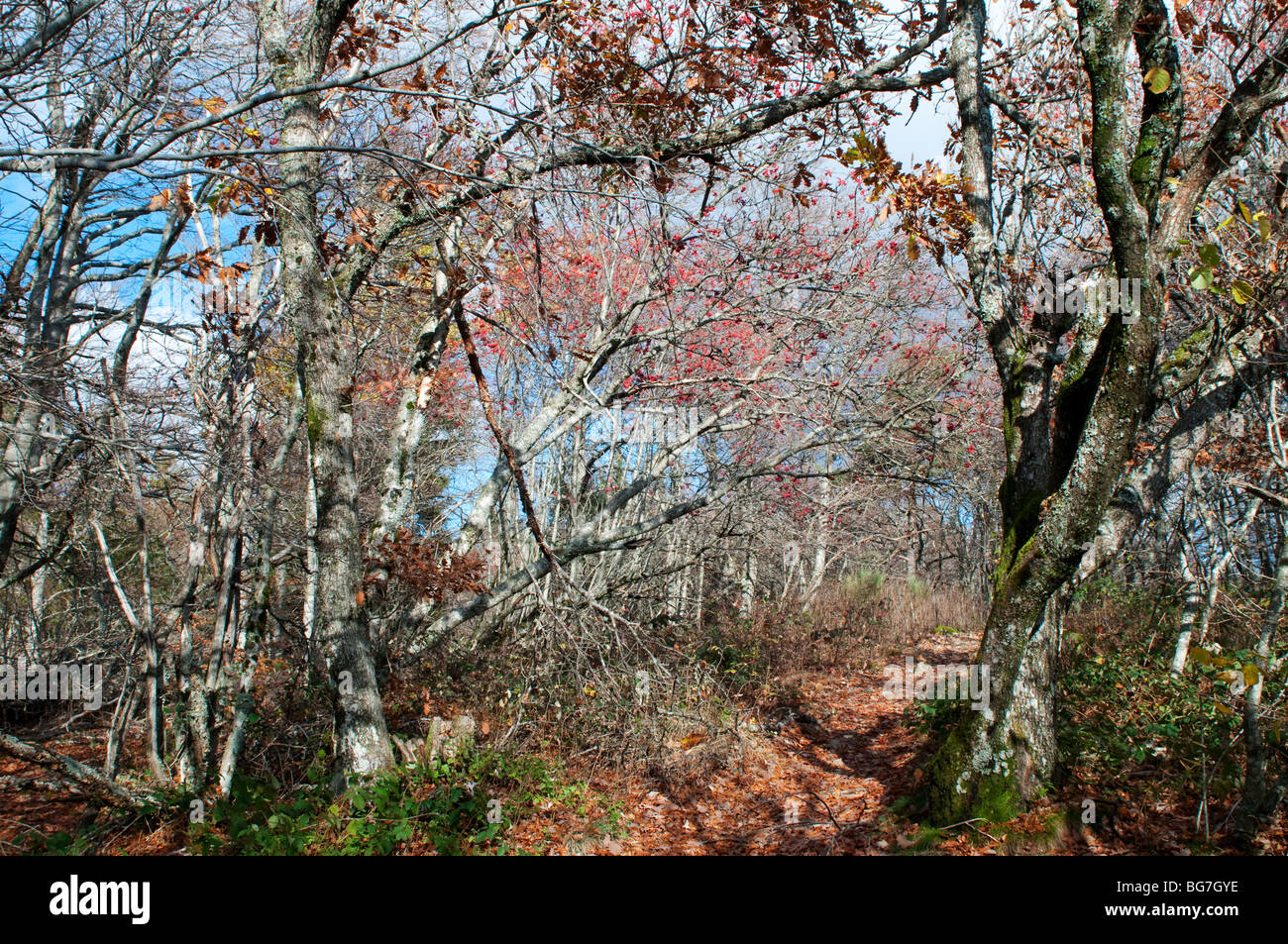 Landscape near Waterfall d'Orgon, Col de la Broue, Cevennes, France ...