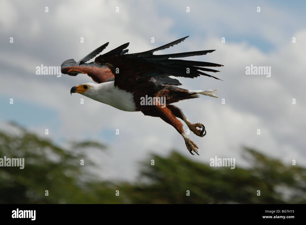 Flying eagle in Africa Stock Photo - Alamy
