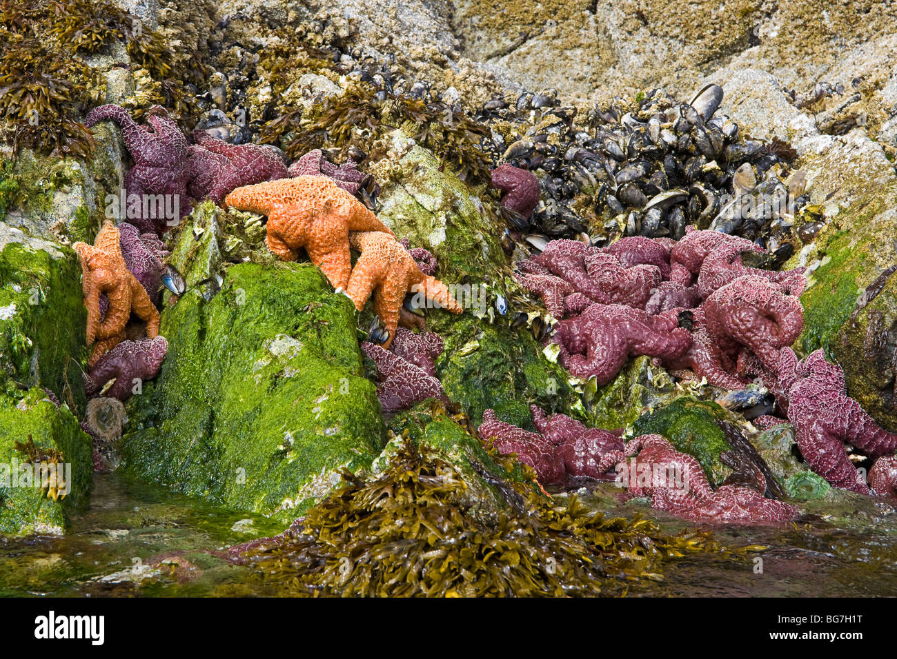 Orange and purple sea stars, also called Ochre sea stars, cling to ...