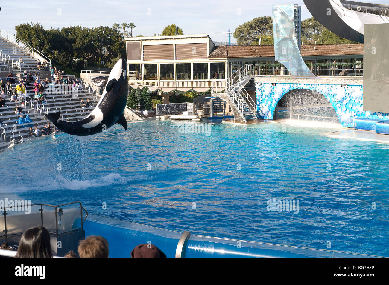 Killer whales performing tricks at marine theme parks Stock Photo - Alamy