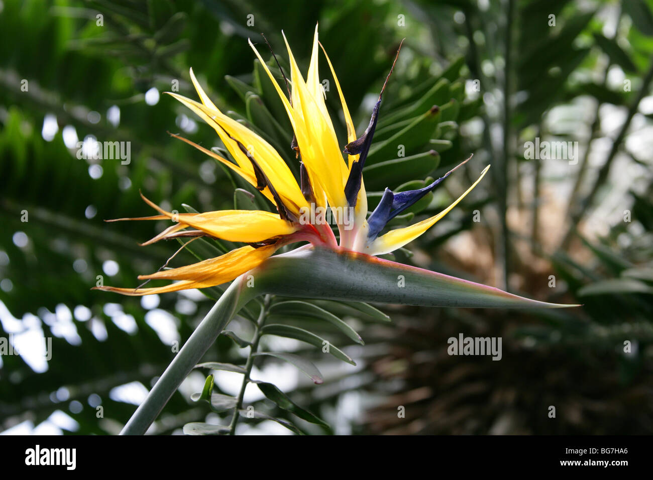 Strelitzia, Crane Flower or Bird of Paradise, Strelitzia reginae ...