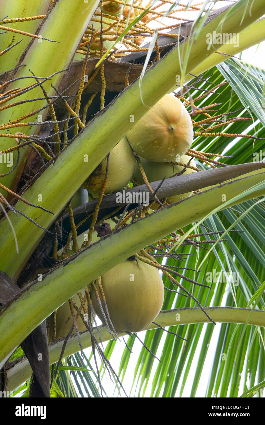 Coconuts in coconut tree hi-res stock photography and images - Alamy