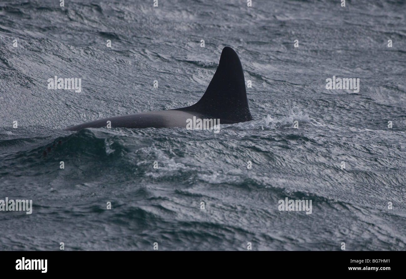 Female killer whale, Orcinus orca, off Snaefellsnes peninsula, Iceland ...