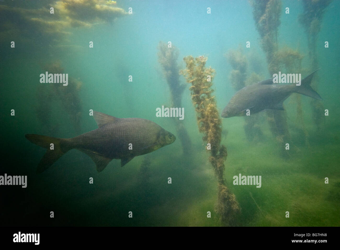 Common Bream High Resolution Stock Photography and Images - Alamy