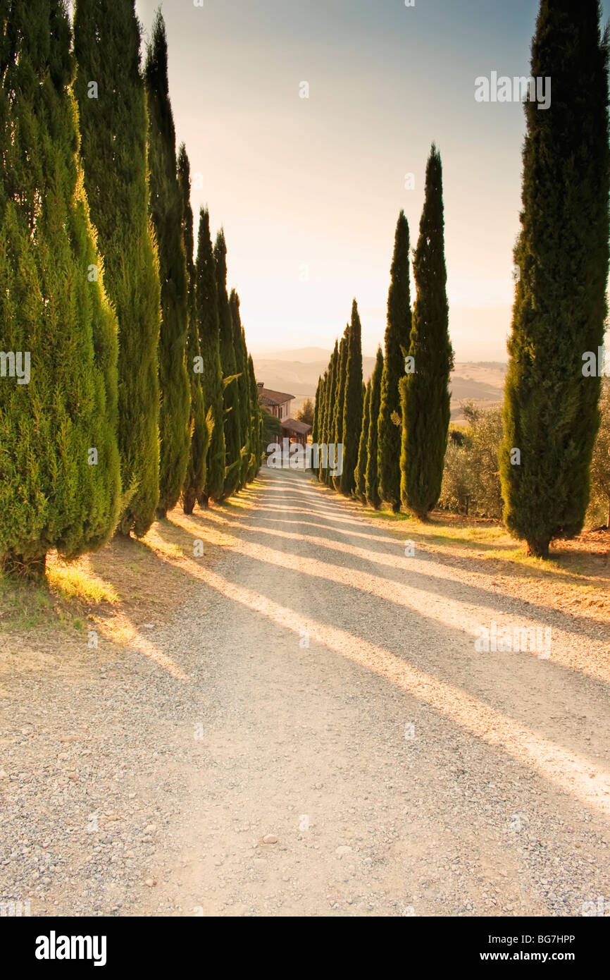 Cypress trees tuscany hi-res stock photography and images - Alamy