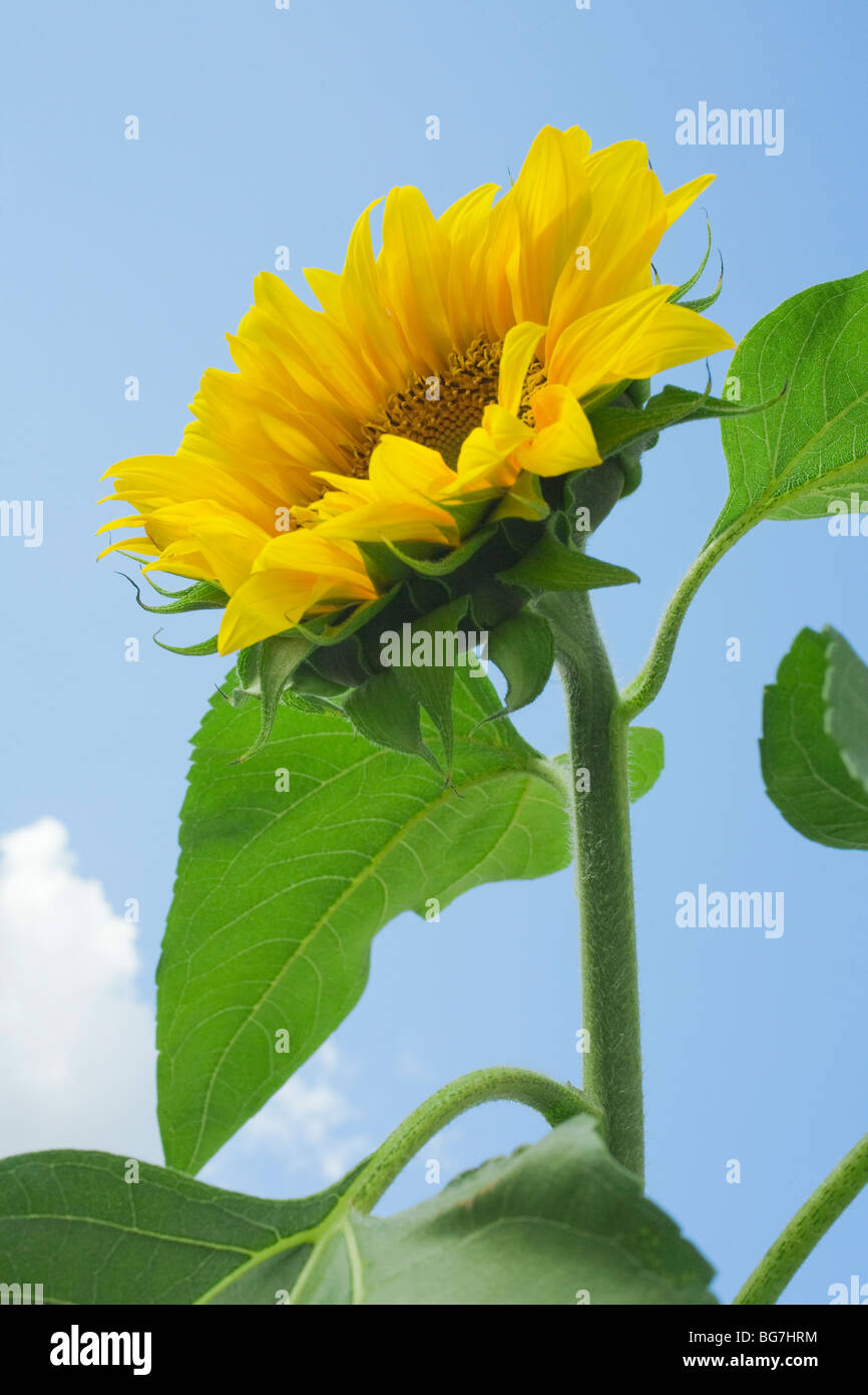 Russian giant sunflower hi-res stock photography and images - Alamy
