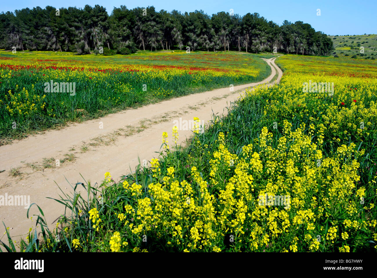 Israel, Negev, a field of wild flowers in spring Stock Photo - Alamy