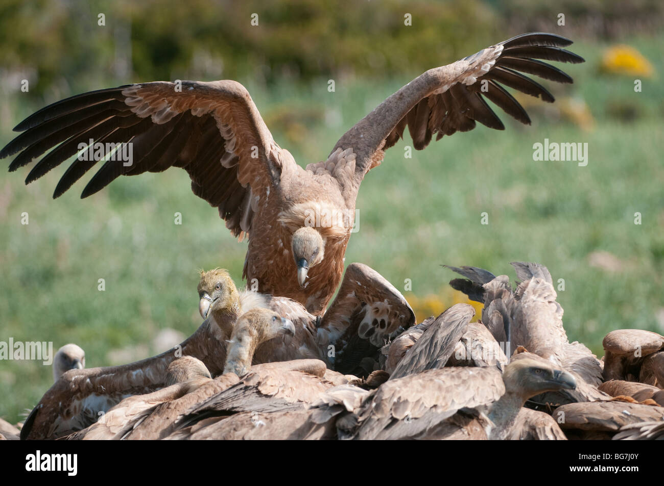 Vulture Anatomy High Resolution Stock Photography and Images - Alamy