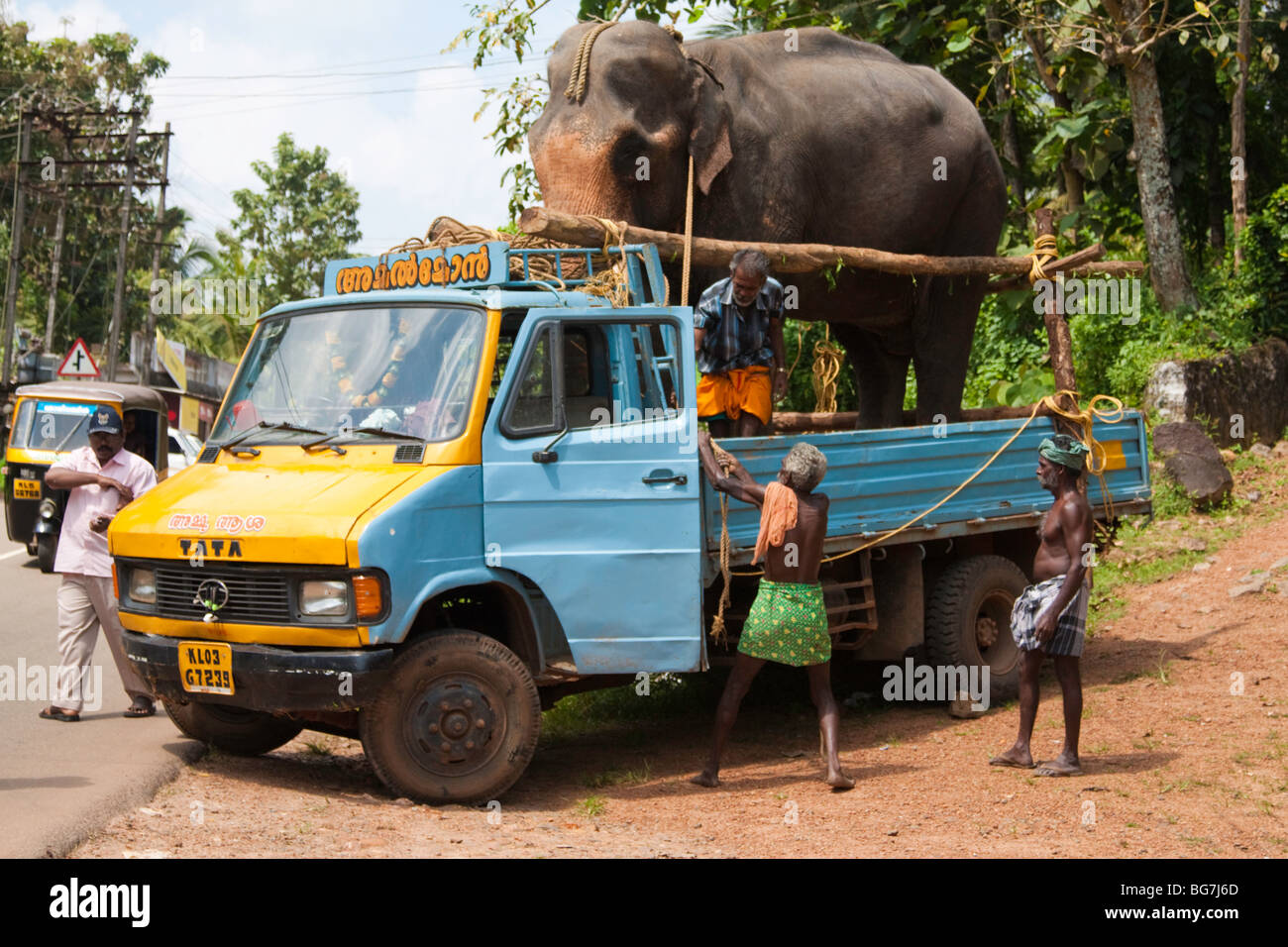 Moving an elephant by truck Stock Photo - Alamy