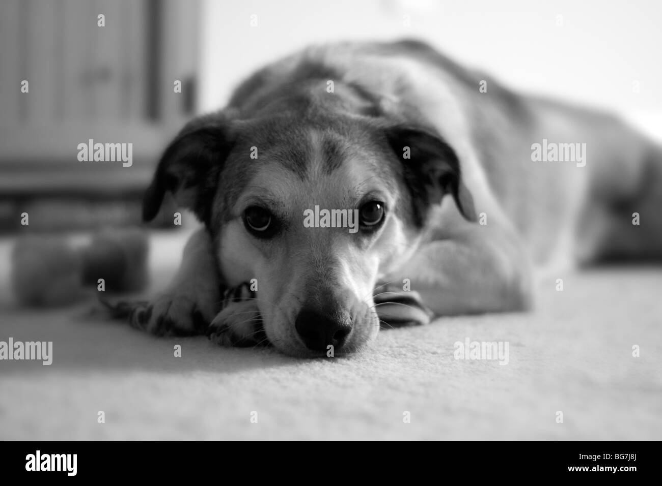 Dog looking peaceful Stock Photo - Alamy