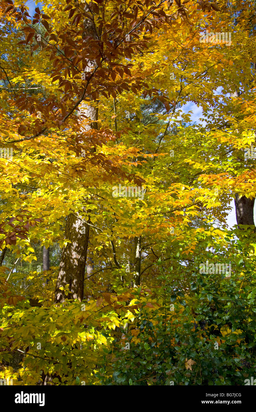 Striking fall foliage Stock Photo - Alamy