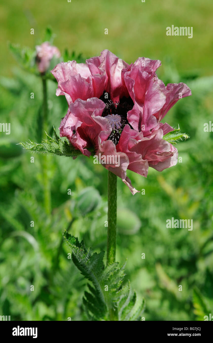 Peony poppy hi-res stock photography and images - Alamy