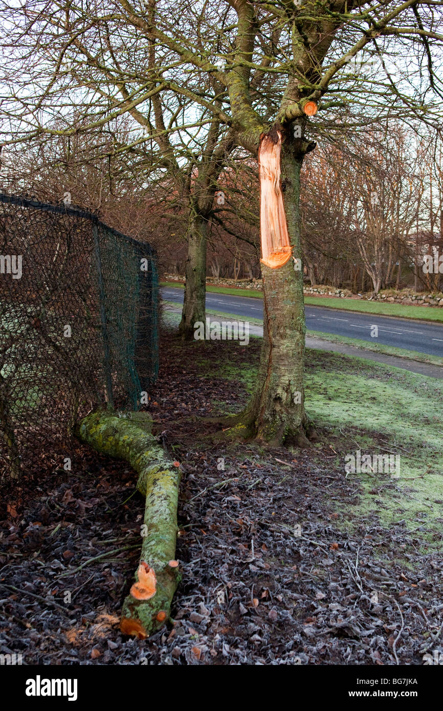 Tree Damaged by the Weather Stock Photo - Alamy