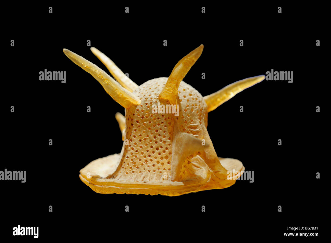 Dinoflagellates hi-res stock photography and images - Alamy