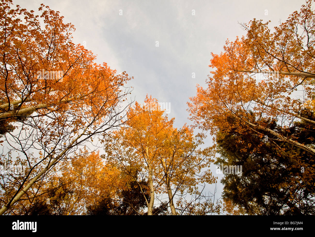Fall Autumn colors trees Manitoba Canada Stock Photo - Alamy