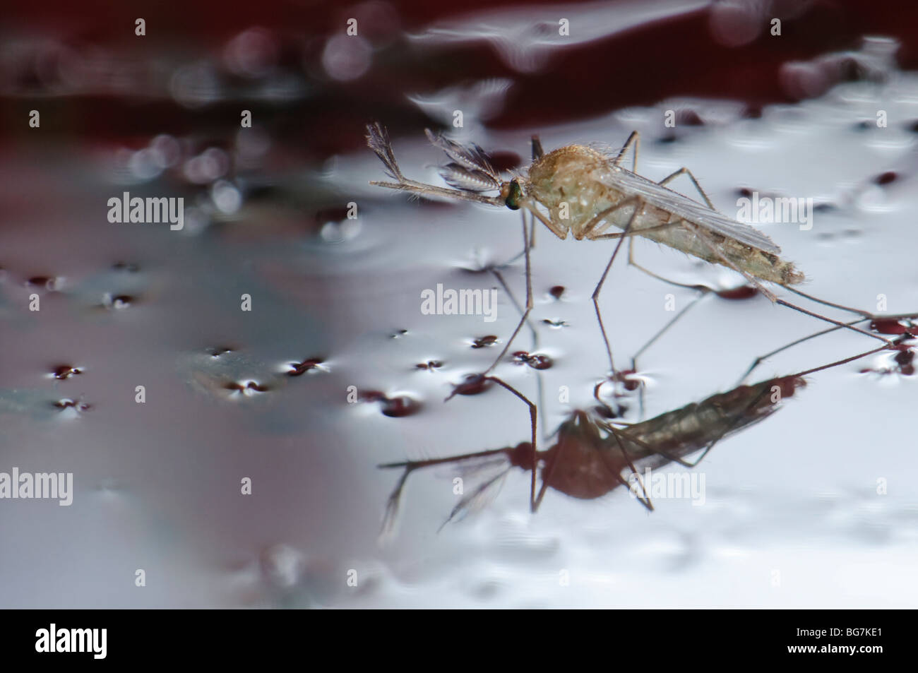Mosquito larvae and pupae hi-res stock photography and images - Alamy
