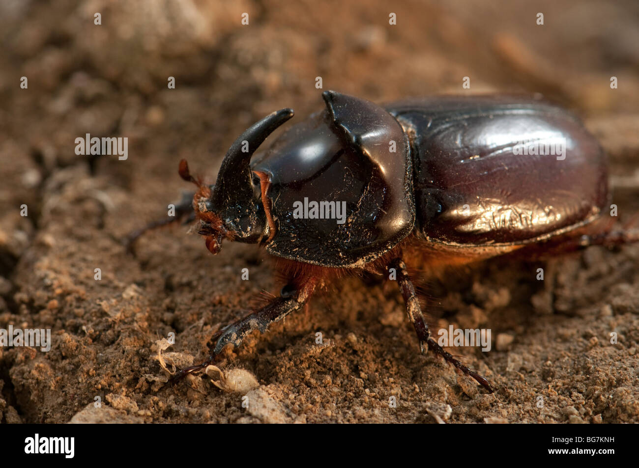 Oryctes Nasicornis High Resolution Stock Photography and Images - Alamy
