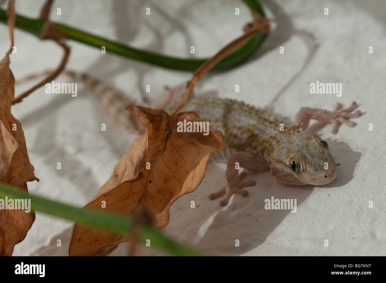 Moorish Gecko (Tarentola mauritanica) stalking insects on an outdoors ...